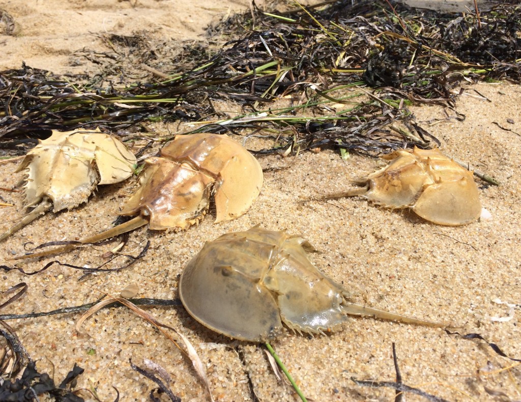 Wellfleet Horseshoe Crabs, Cape Cod - UrbanMoms